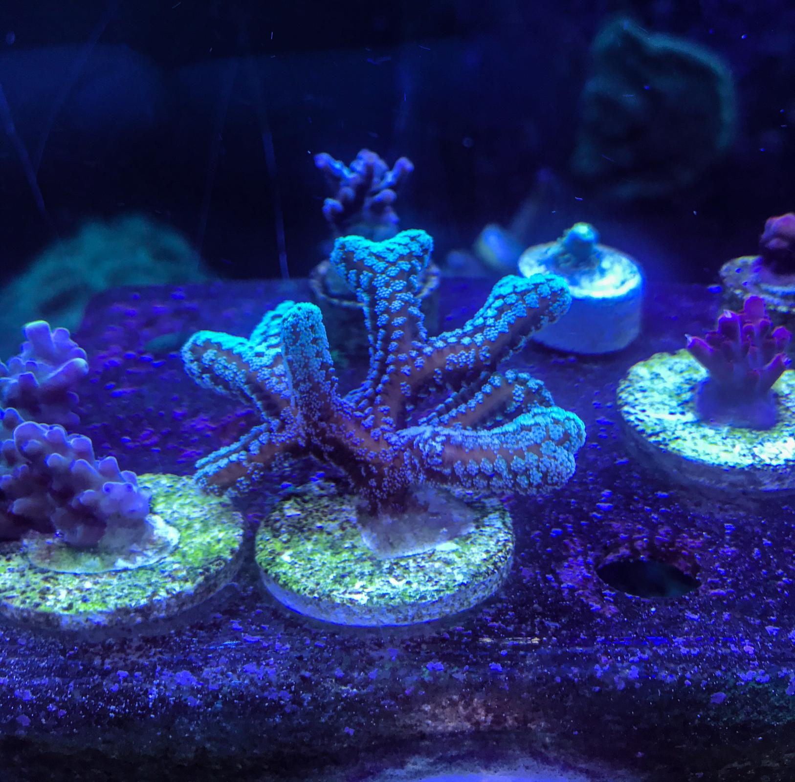 Продам Yellow Tips Austera, ORA Bird Nest, Setosa - москва - БАРАХОЛКА ...