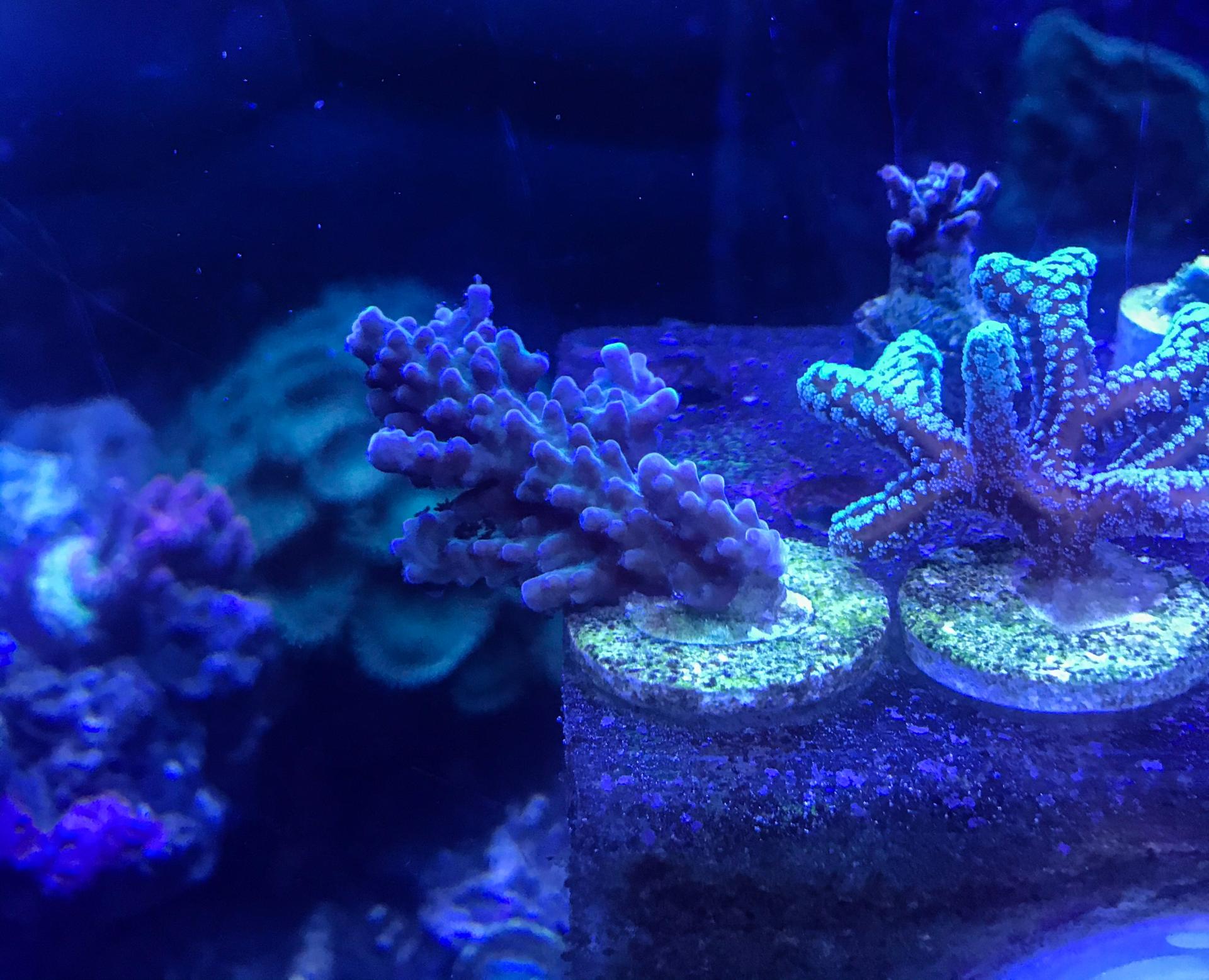 Продам Yellow Tips Austera, ORA Bird Nest, Setosa - москва - БАРАХОЛКА ...