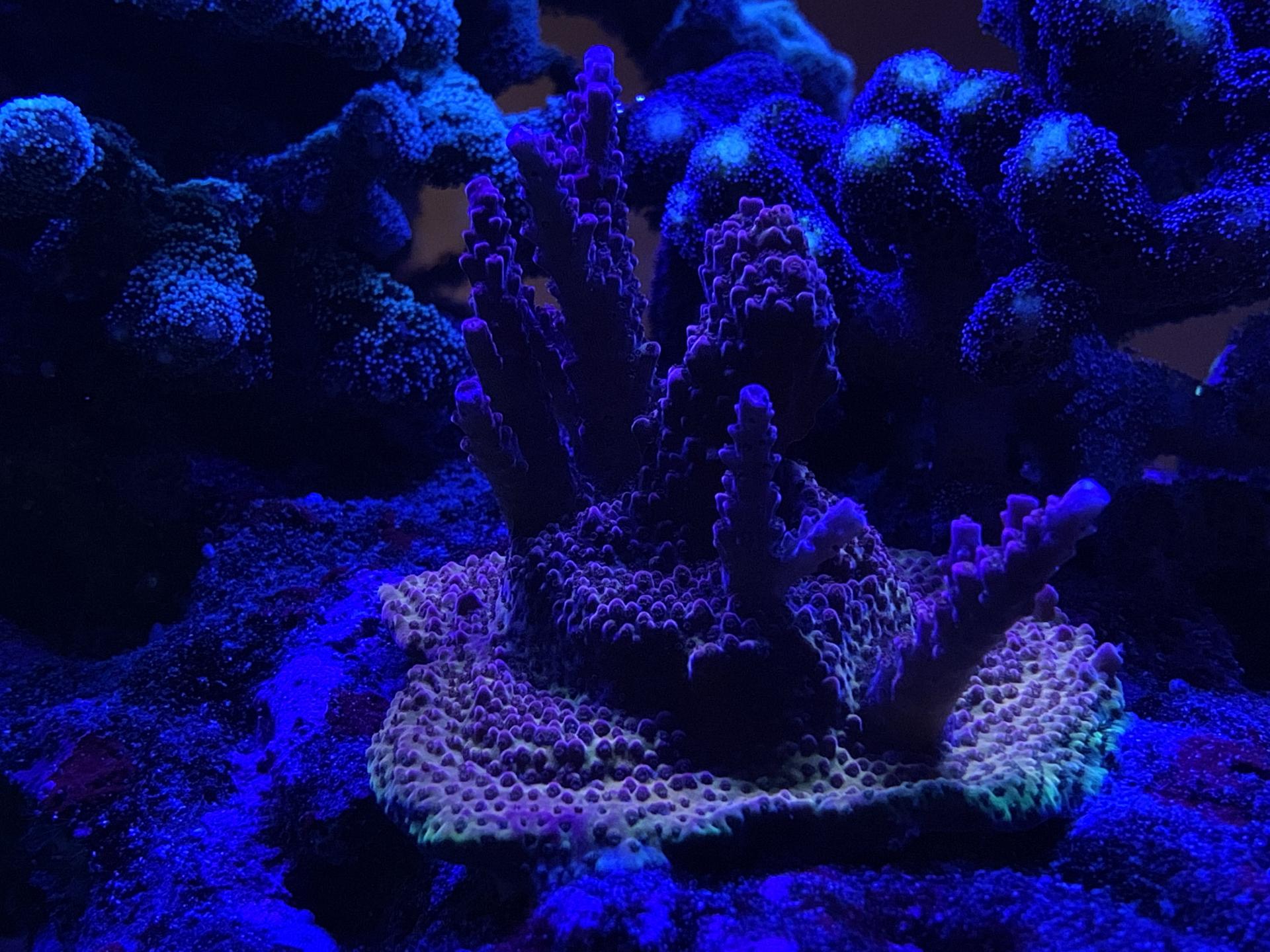 PC Rainbow Teaser Acropora - БАРАХОЛКА - Морской аквариум. Форумы ReefCentral.ru
