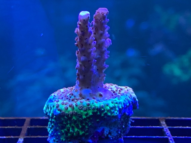 PC Rainbow Teaser Acropora - БАРАХОЛКА - Морской аквариум. Форумы ReefCentral.ru