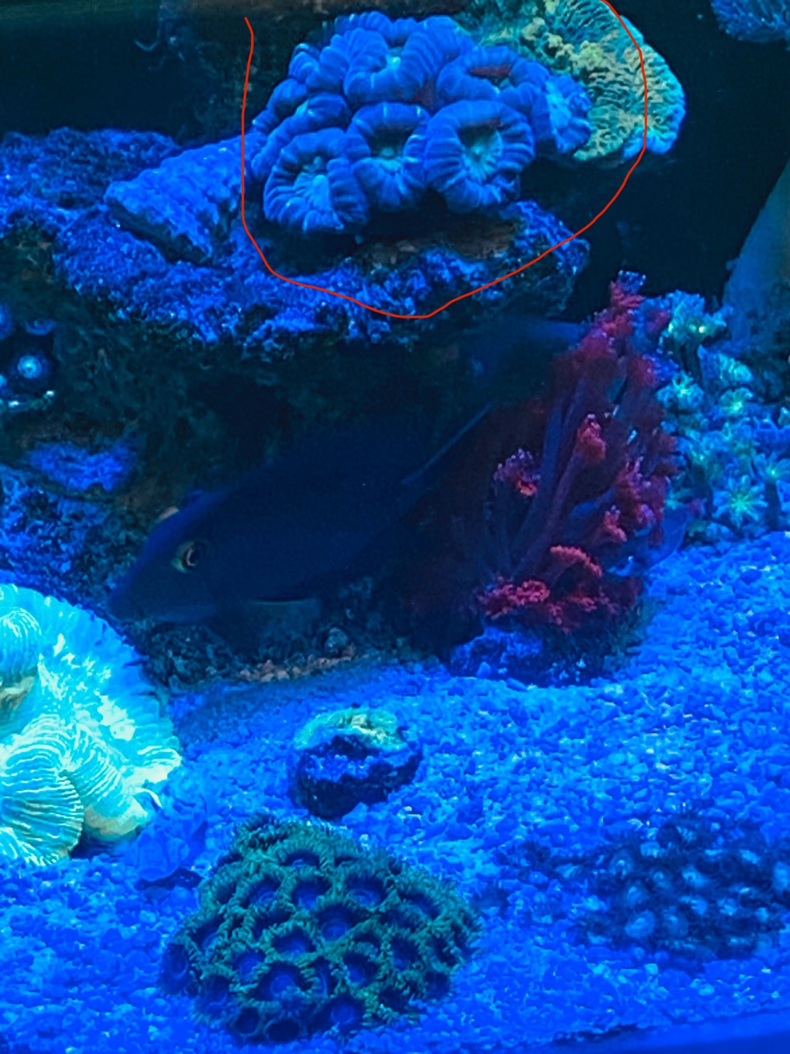 Кораллы - БАРАХОЛКА - Морской аквариум. Форумы ReefCentral.ru