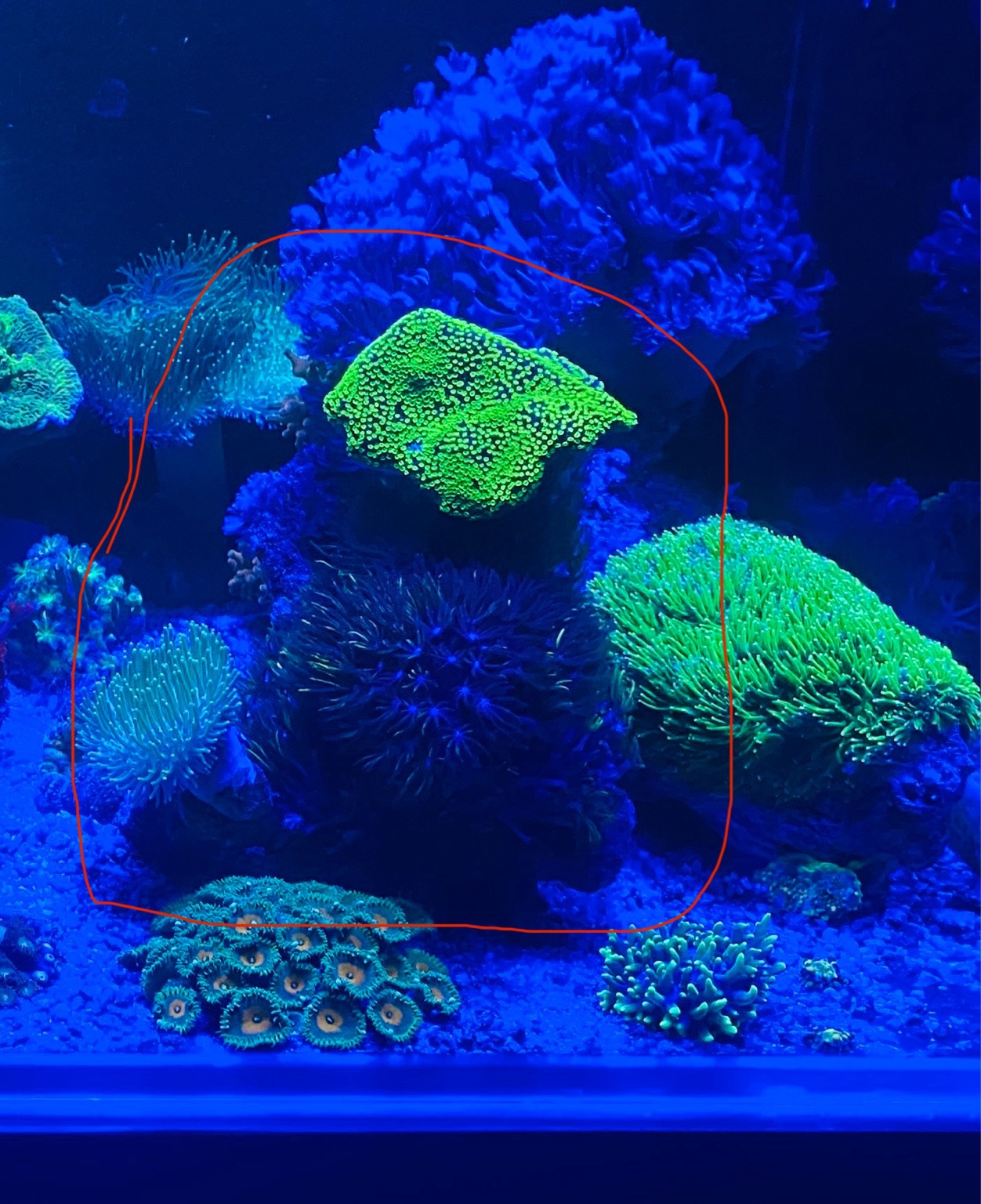 Кораллы - БАРАХОЛКА - Морской аквариум. Форумы ReefCentral.ru