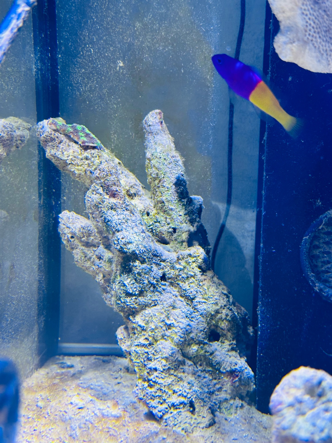 Жк из системы - БАРАХОЛКА - Морской аквариум. Форумы ReefCentral.ru