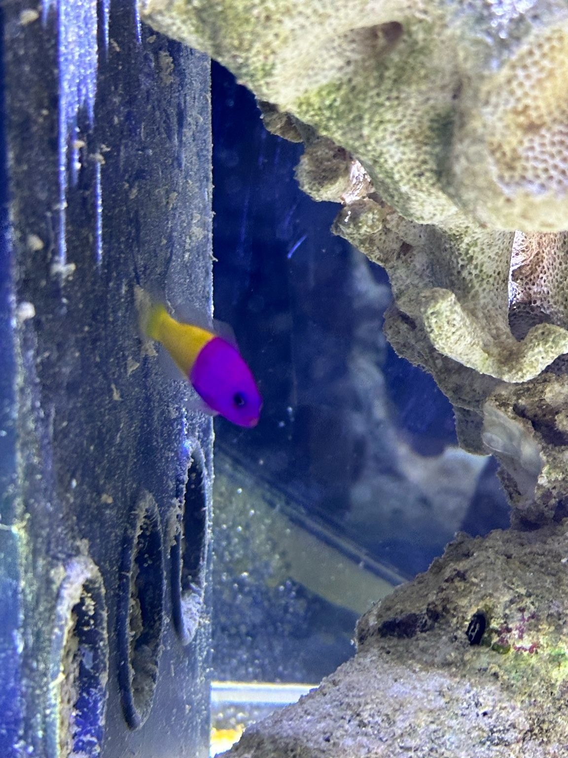 Две рыбы - БАРАХОЛКА - Морской аквариум. Форумы ReefCentral.ru