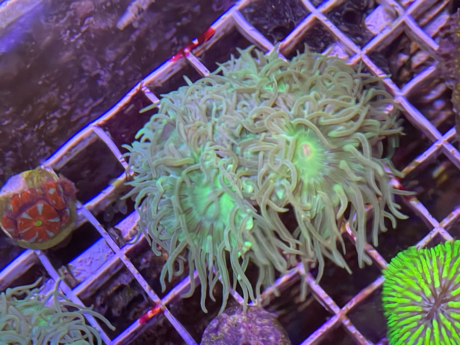 Дункан. - БАРАХОЛКА - Морской аквариум. Форумы ReefCentral.ru