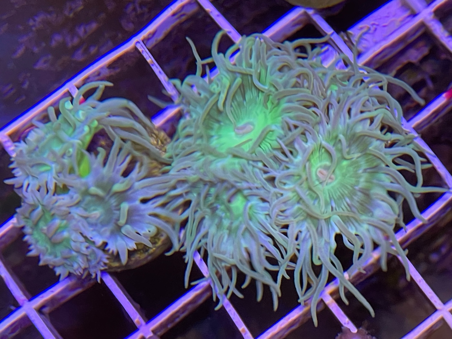 Дункан. - БАРАХОЛКА - Морской аквариум. Форумы ReefCentral.ru