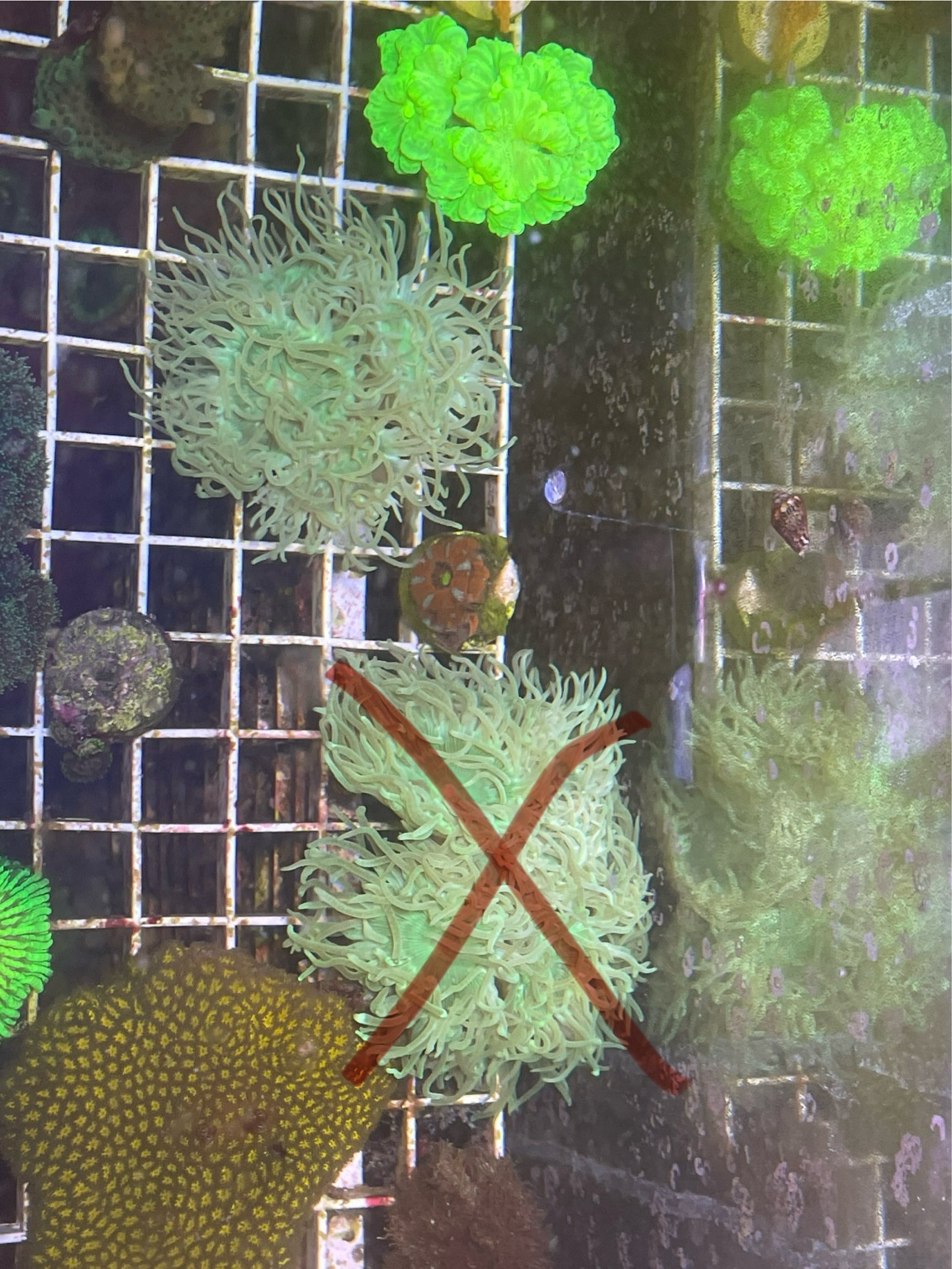 Дункан. - БАРАХОЛКА - Морской аквариум. Форумы ReefCentral.ru