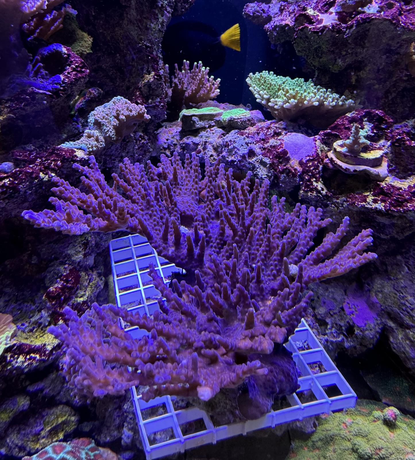 Акропора колония - БАРАХОЛКА - Морской аквариум. Форумы ReefCentral.ru