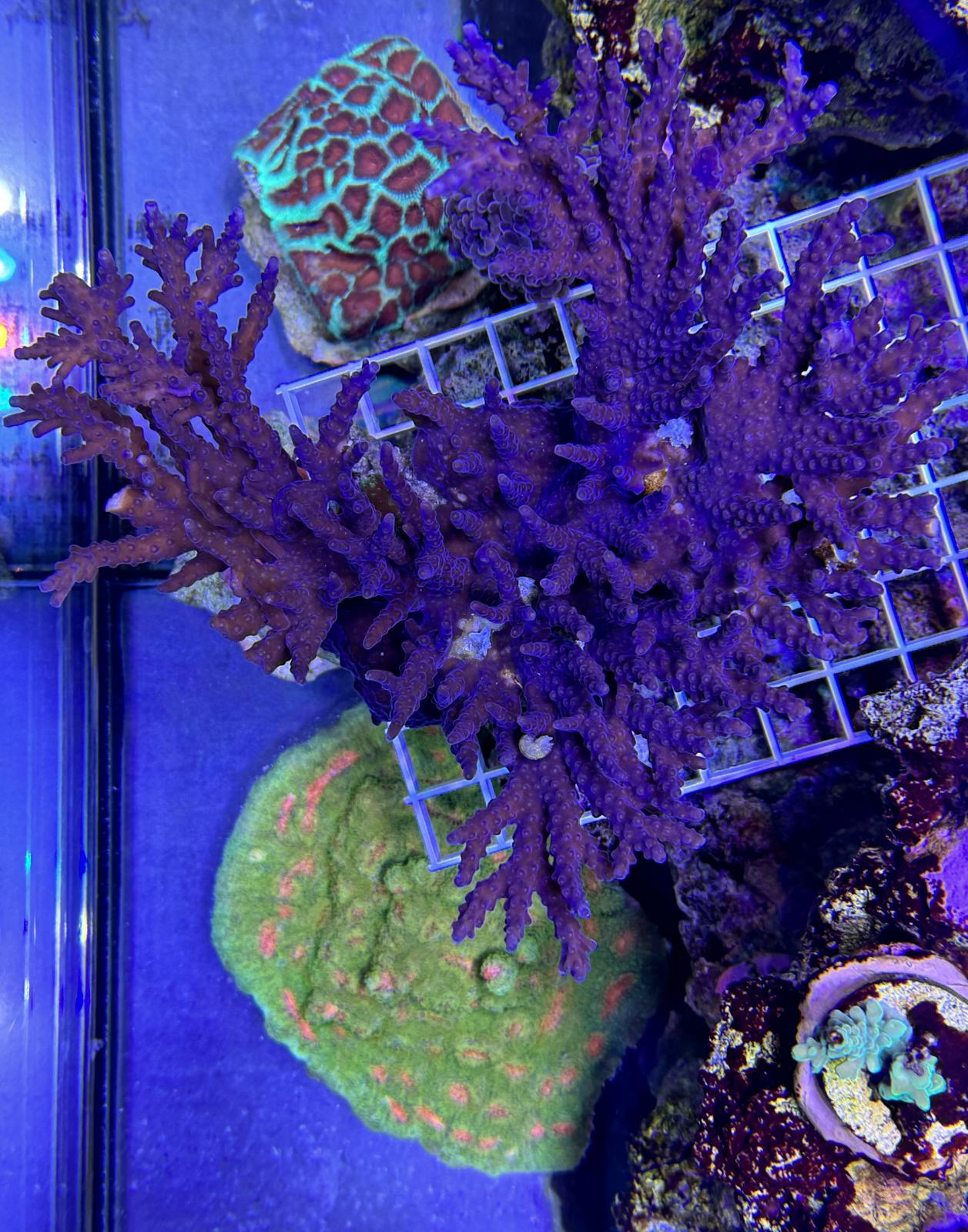 Акропора колония - БАРАХОЛКА - Морской аквариум. Форумы ReefCentral.ru