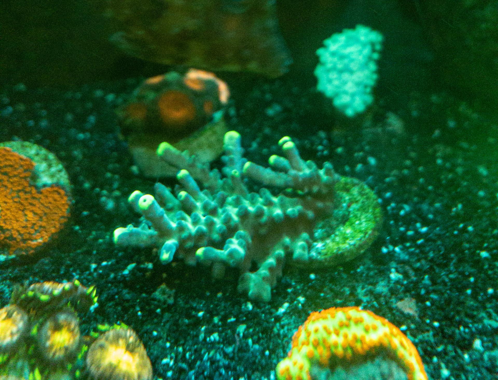 Продам Yellow Tips Austera, ORA Bird Nest, Setosa - москва - БАРАХОЛКА ...