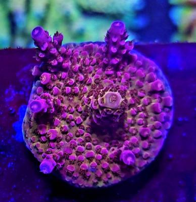 Акропора PC Rainbow - БАРАХОЛКА - Морской аквариум. Форумы ReefCentral.ru