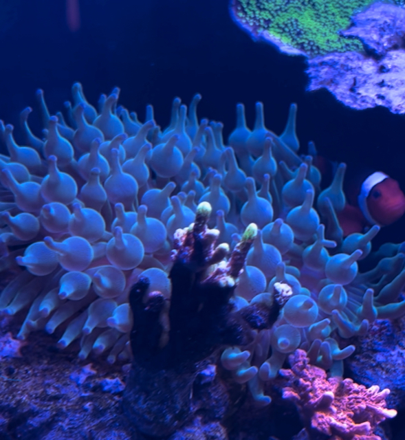 Актиния зеленая - БАРАХОЛКА - Морской аквариум. Форумы ReefCentral.ru