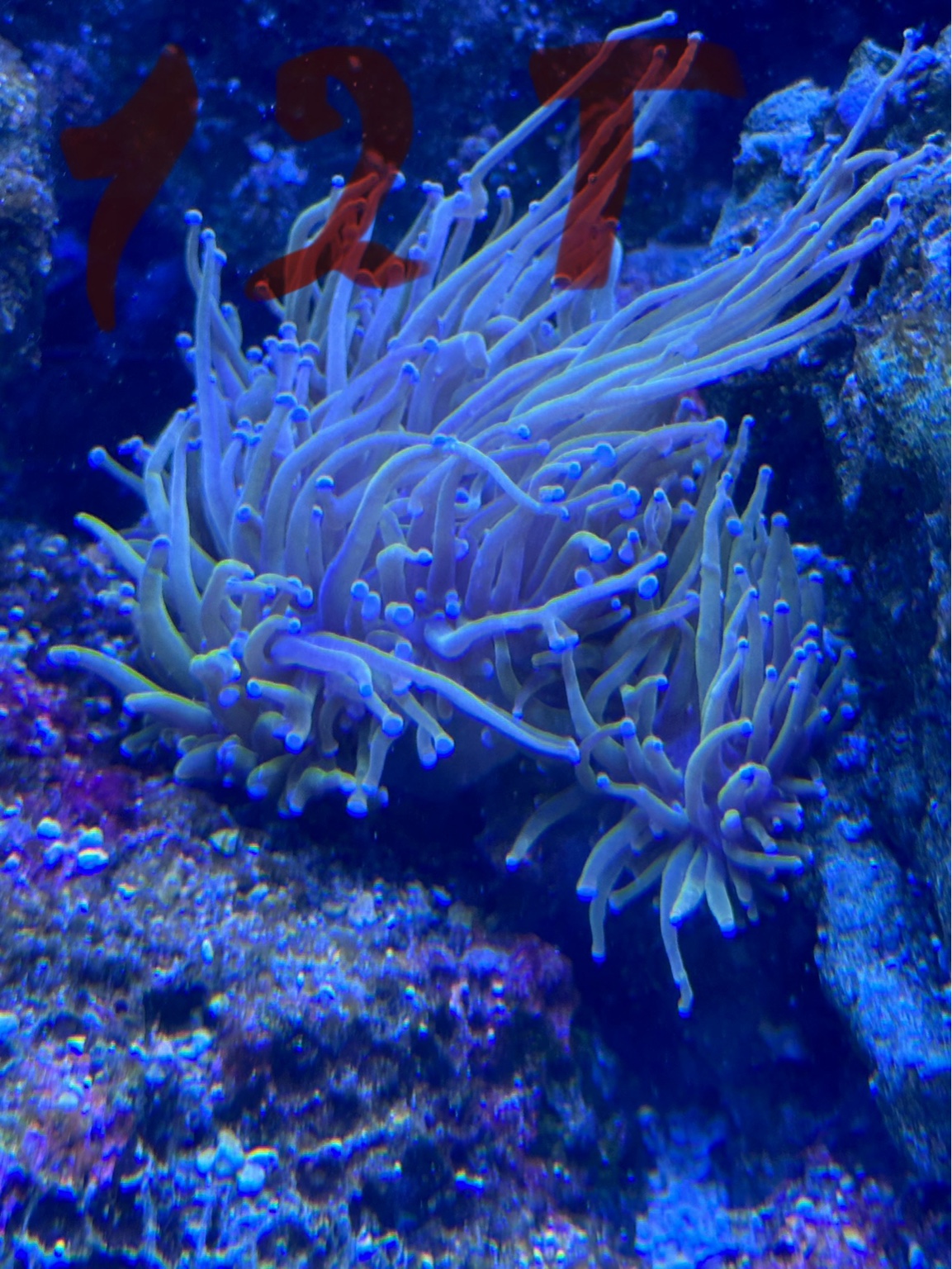 Филя Голд торч. - БАРАХОЛКА - Морской аквариум. Форумы ReefCentral.ru