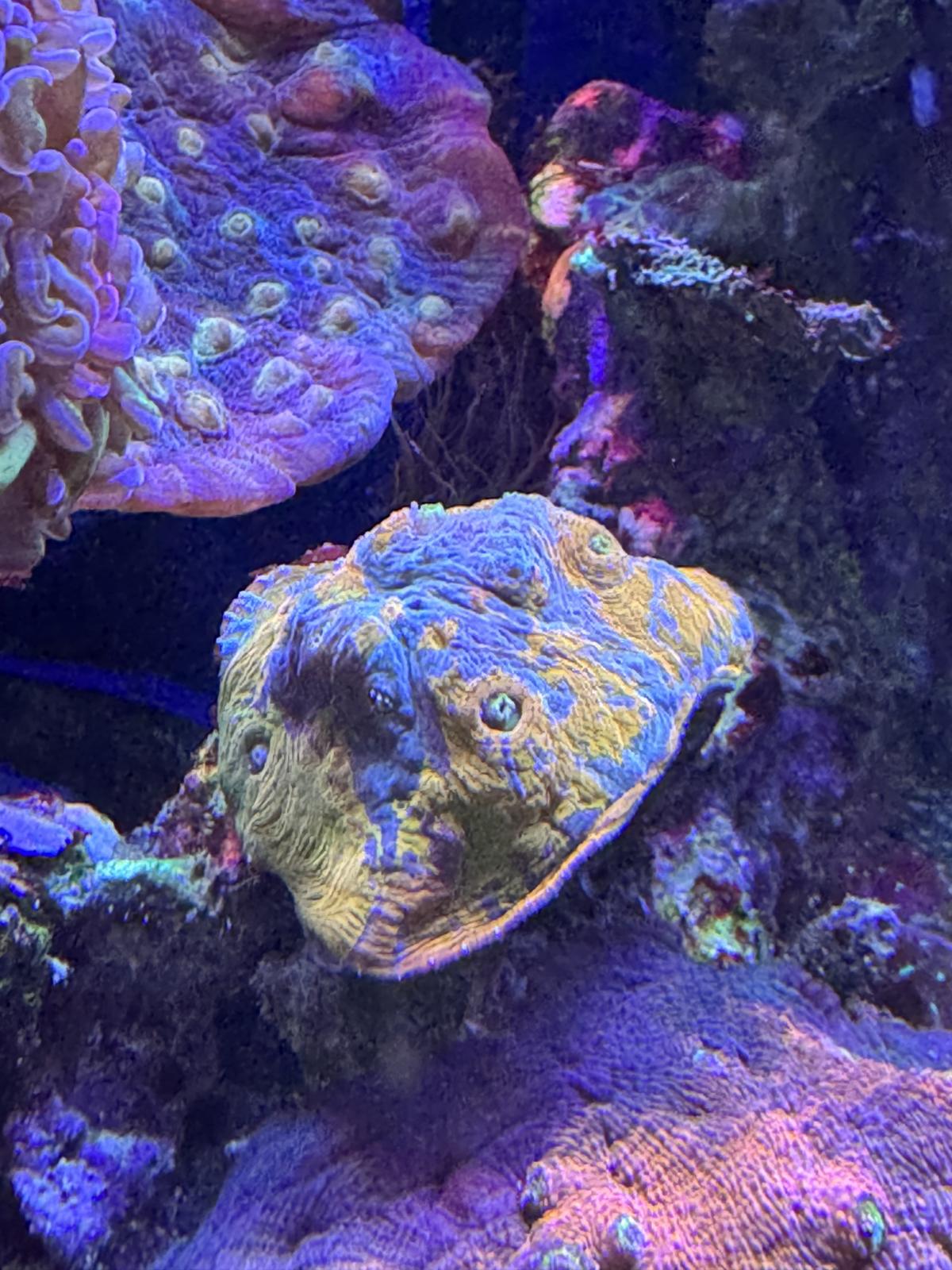 Продам кораллы - БАРАХОЛКА - Морской аквариум. Форумы ReefCentral.ru