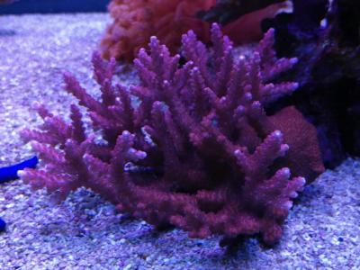 Red Robin Stag acropora - БАРАХОЛКА - Морской аквариум. Форумы ...