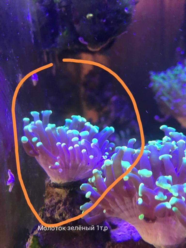 Эуфилии - БАРАХОЛКА - Морской аквариум. Форумы ReefCentral.ru