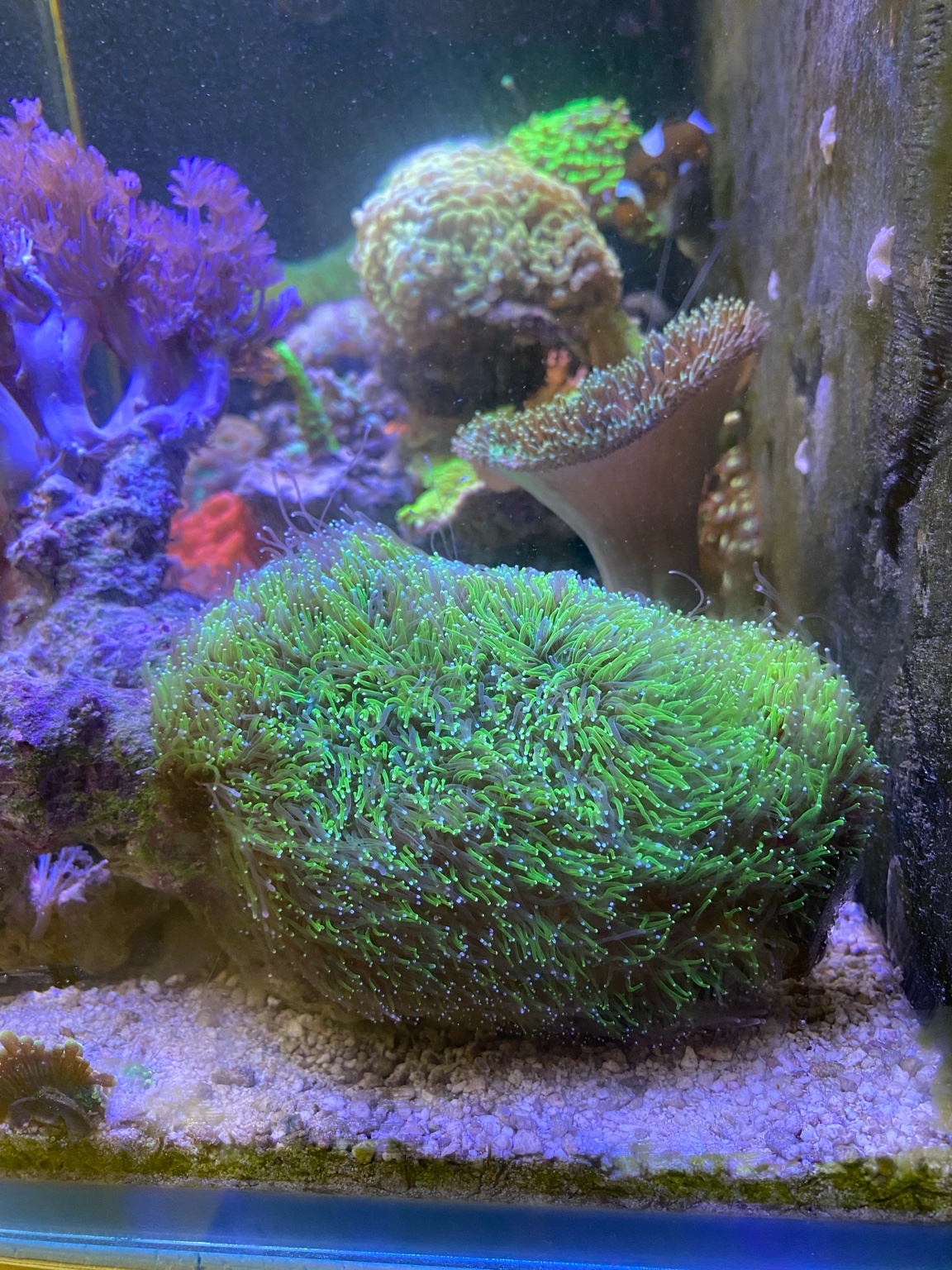 Кораллы - БАРАХОЛКА - Морской аквариум. Форумы ReefCentral.ru