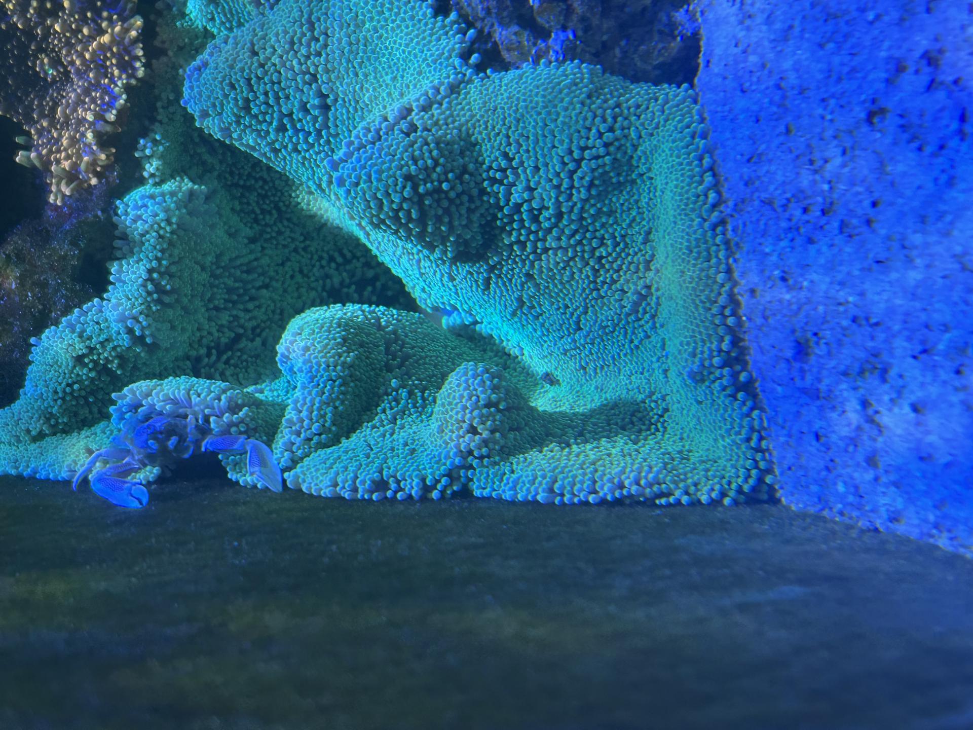 Продано - БАРАХОЛКА - Морской аквариум. Форумы ReefCentral.ru