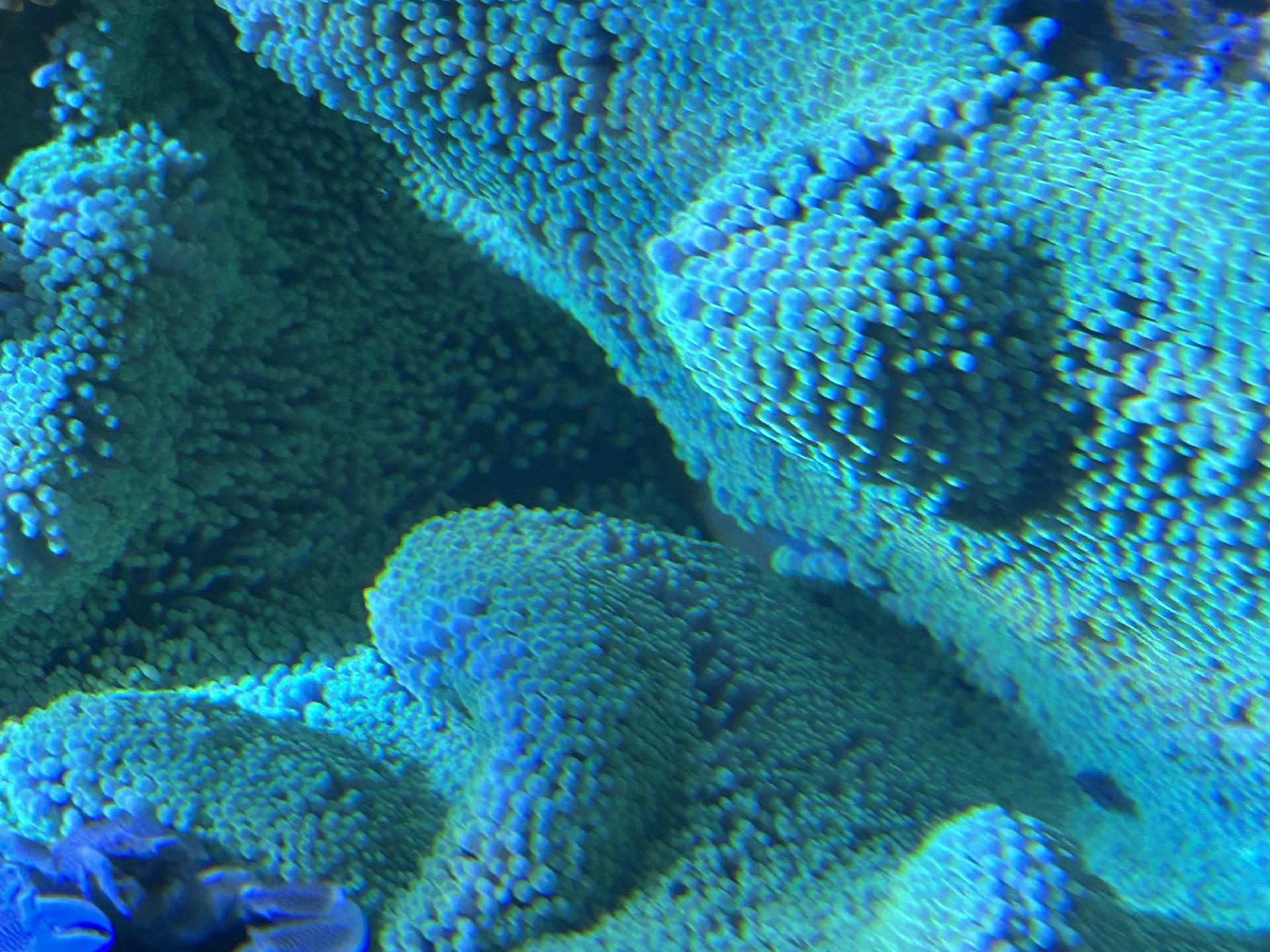 Продано - БАРАХОЛКА - Морской аквариум. Форумы ReefCentral.ru