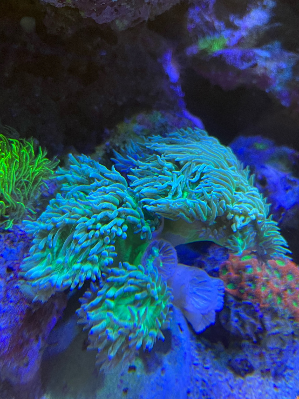 Грааль - БАРАХОЛКА - Морской аквариум. Форумы ReefCentral.ru