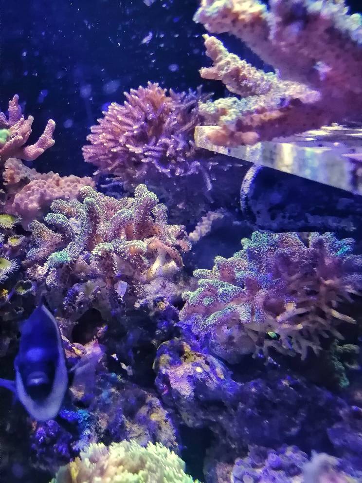 Сет с крупными колониями. - БАРАХОЛКА - Морской аквариум. Форумы ReefCentral.ru