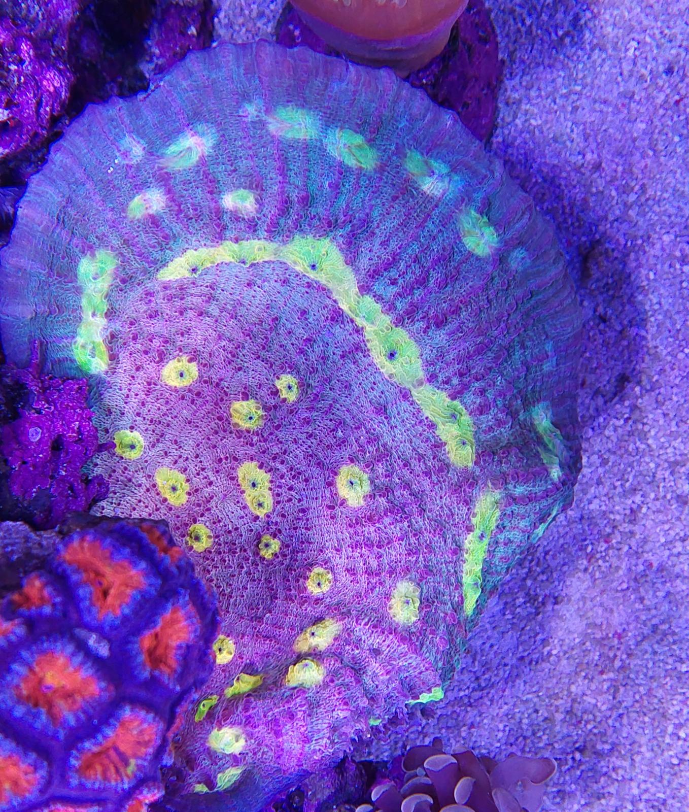 Чалис продан - БАРАХОЛКА - Морской аквариум. Форумы ReefCentral.ru