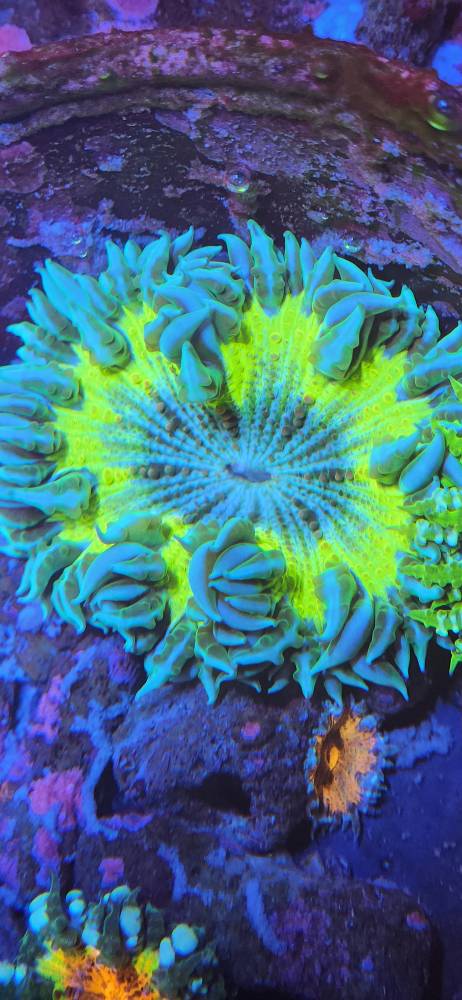 Продам RFA - БАРАХОЛКА - Морской аквариум. Форумы ReefCentral.ru