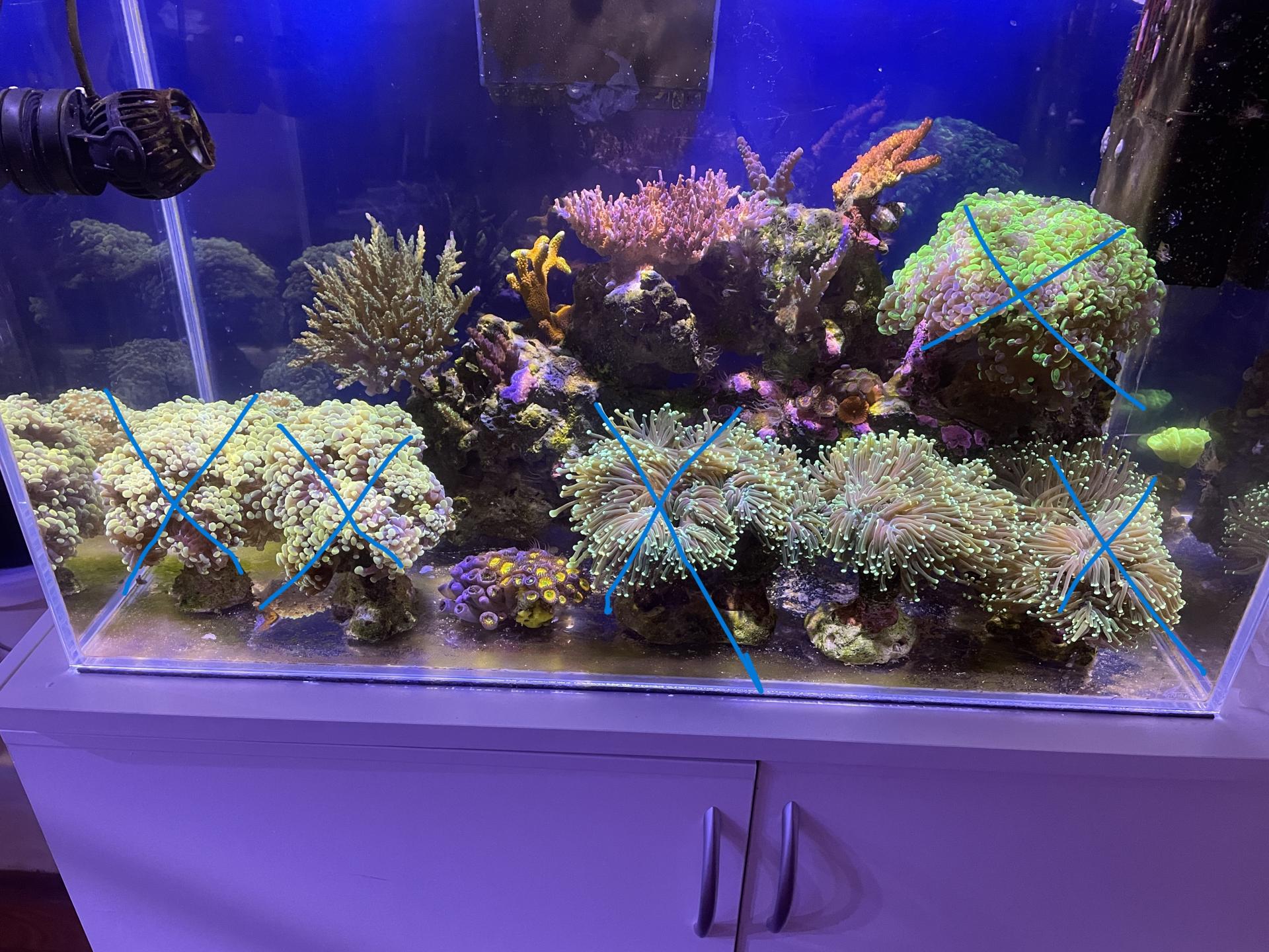 Продам эуфиллии - БАРАХОЛКА - Морской аквариум. Форумы ReefCentral.ru