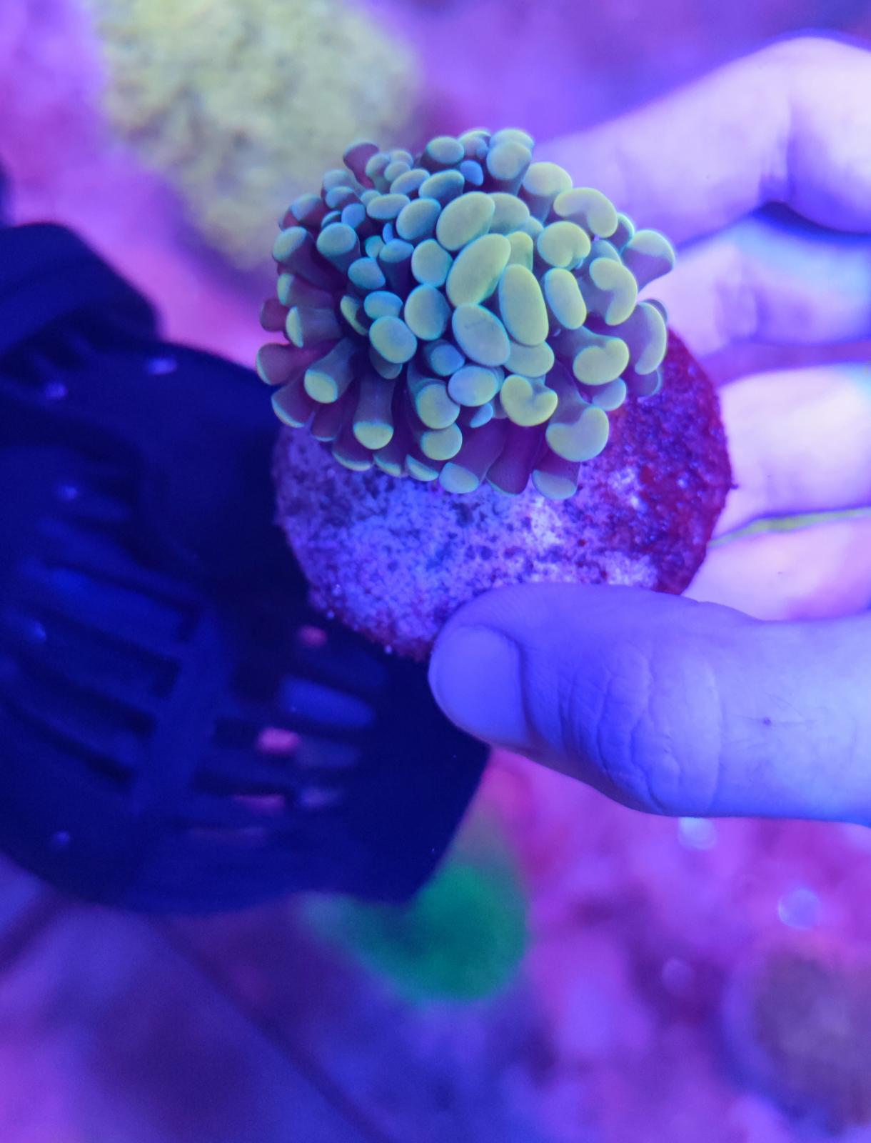 Pc rainbow , stratocaster, Purple Milka - БАРАХОЛКА - Морской аквариум. Форумы ReefCentral.ru