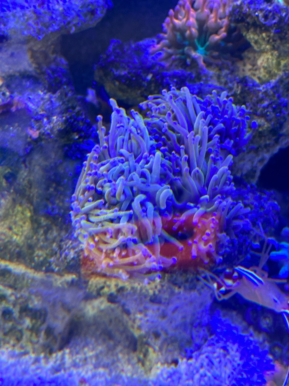 Филя Голд торч. - БАРАХОЛКА - Морской аквариум. Форумы ReefCentral.ru