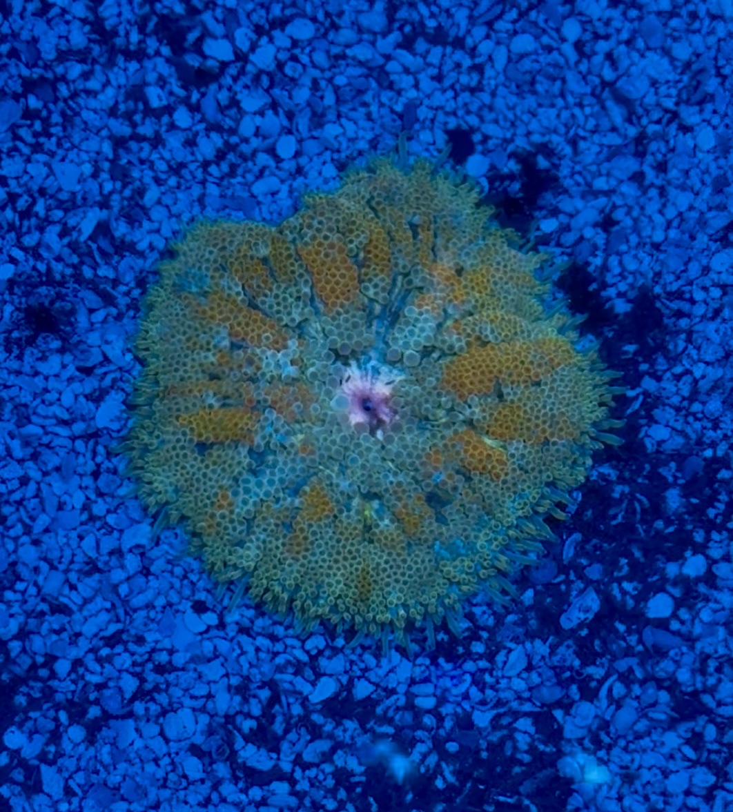 Продам актинию Мини Макс - БАРАХОЛКА - Морской аквариум. Форумы ReefCentral.ru