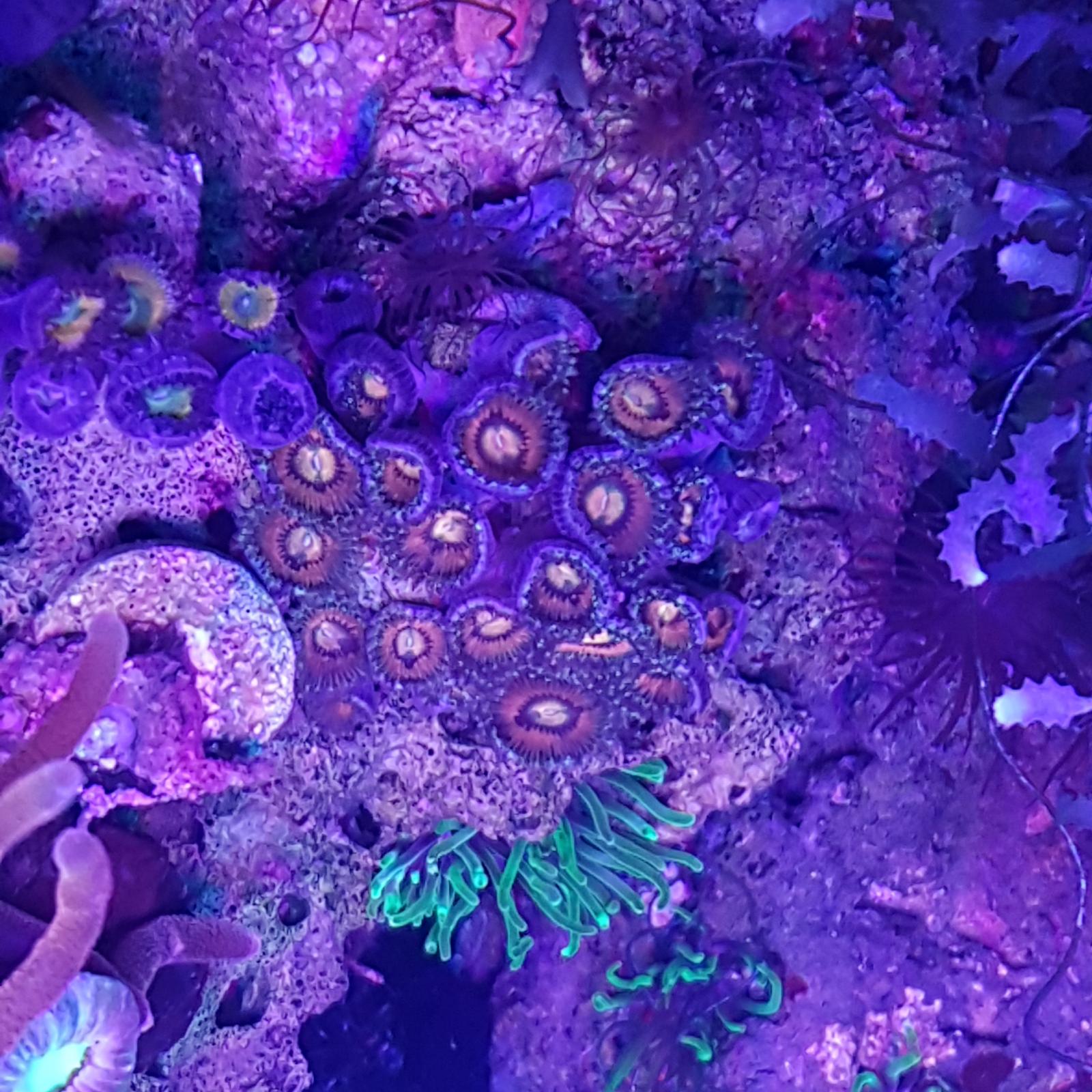 Rainbow incinirators - БАРАХОЛКА - Морской аквариум. Форумы ReefCentral.ru