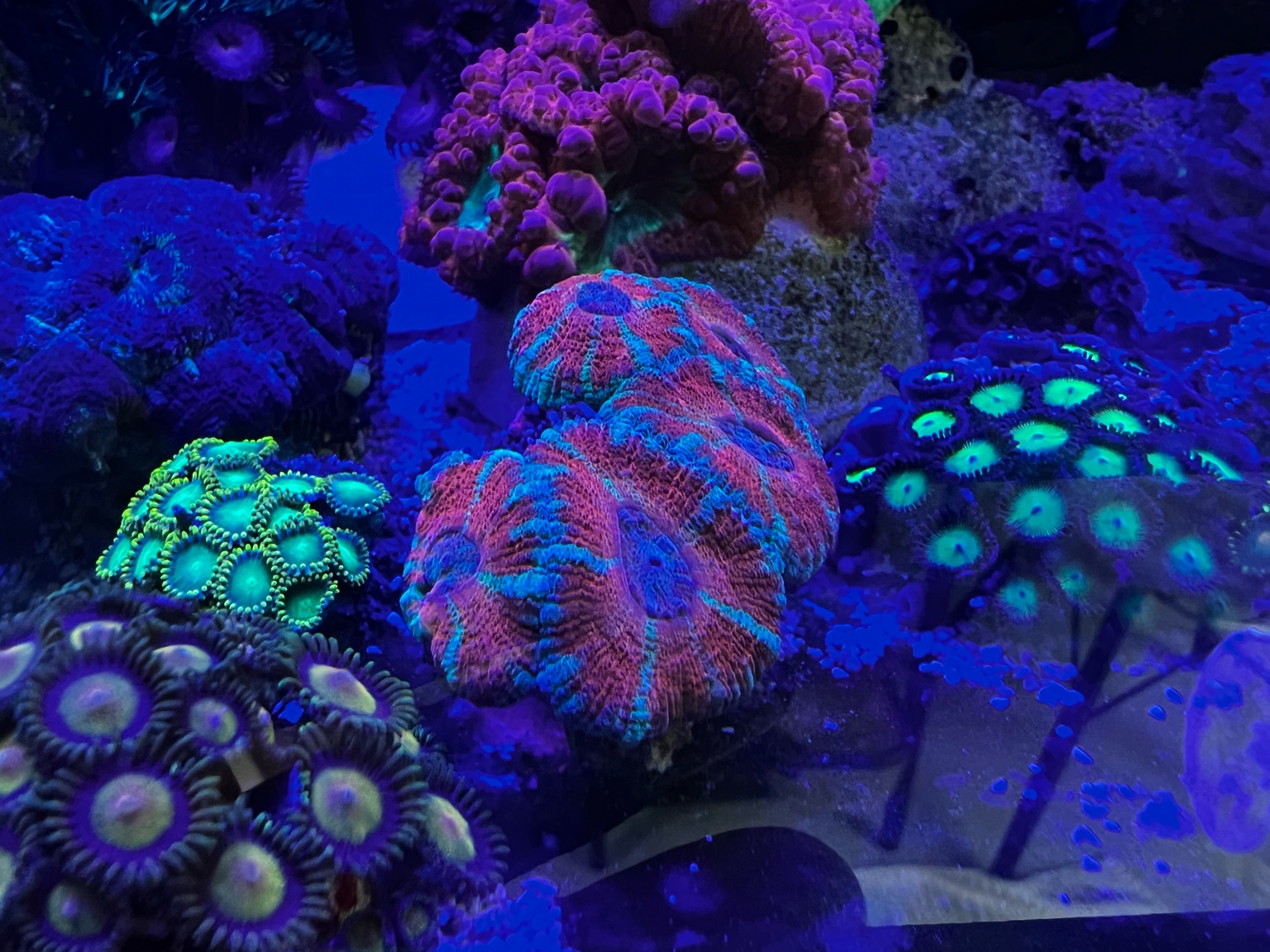 Acanthastrea red lordhowensis. - БАРАХОЛКА - Морской аквариум. Форумы ReefCentral.ru