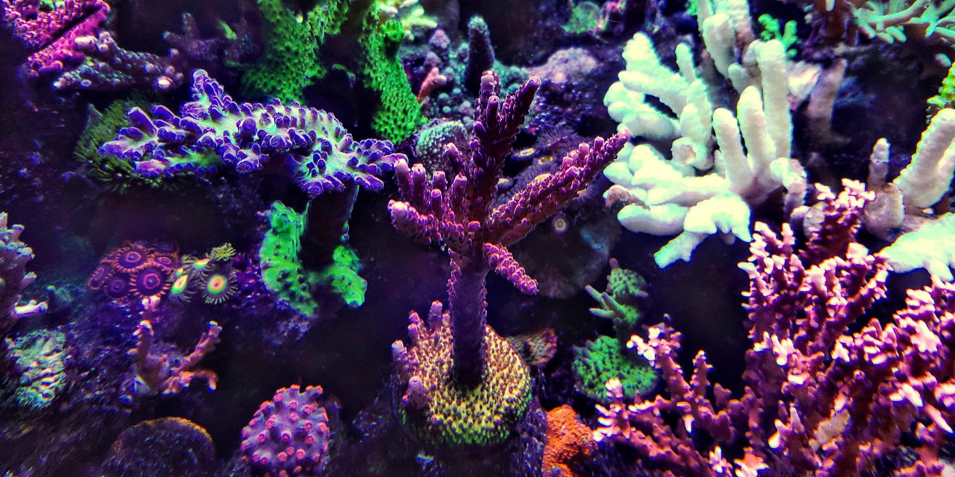 Акропора PC Rainbow - БАРАХОЛКА - Морской аквариум. Форумы ReefCentral.ru