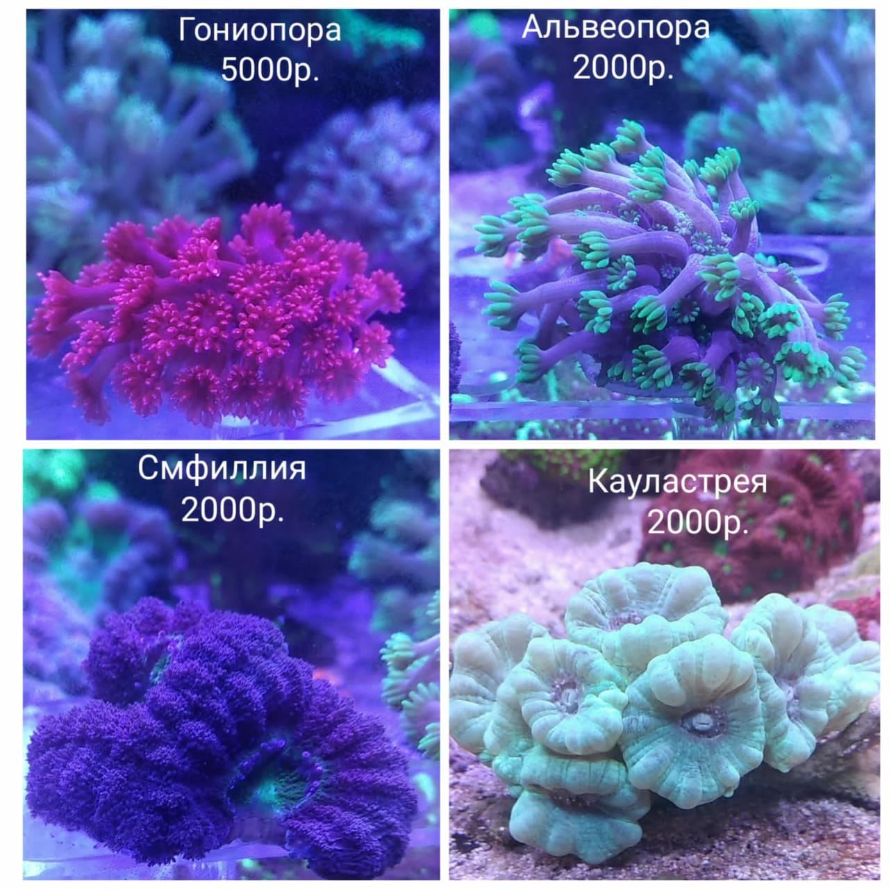 ЛПС - БАРАХОЛКА - Морской аквариум. Форумы ReefCentral.ru