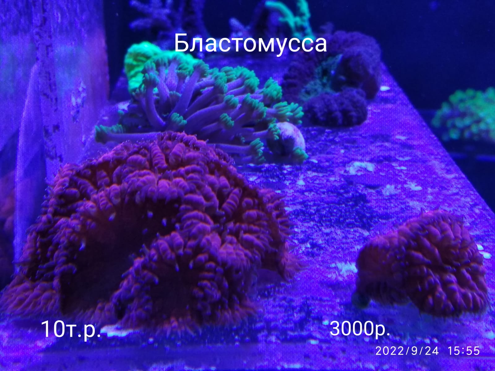 ЛПС - БАРАХОЛКА - Морской аквариум. Форумы ReefCentral.ru