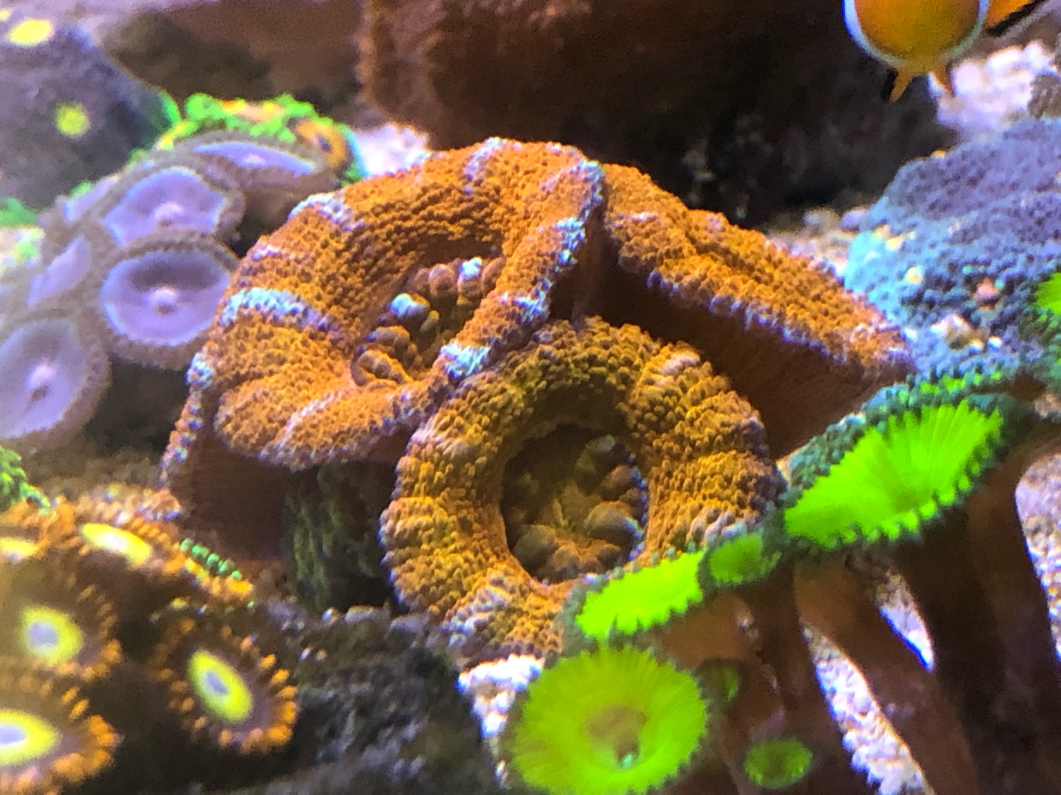 Продам Аканастрею Лорди - БАРАХОЛКА - Морской аквариум. Форумы ReefCentral.ru