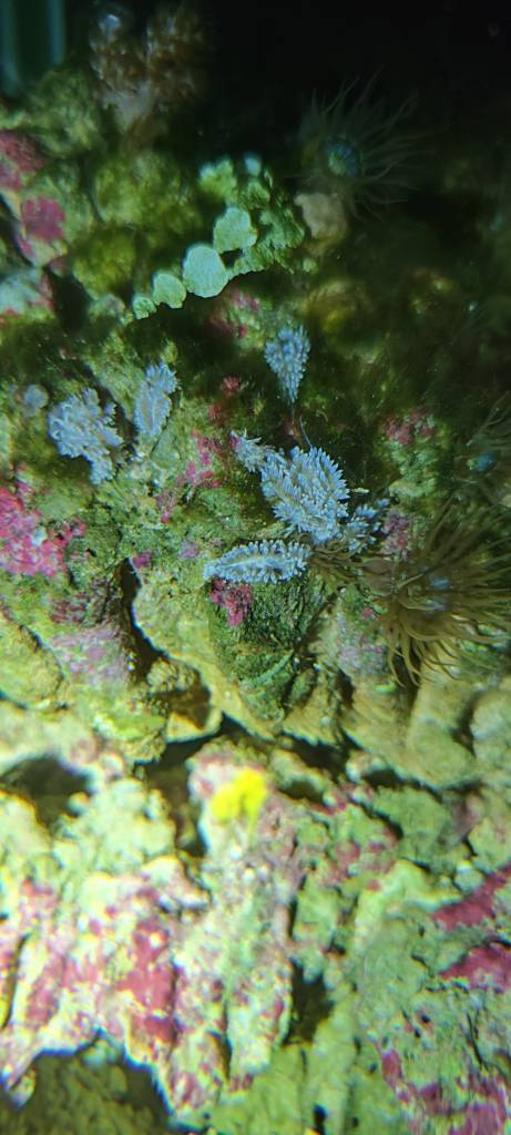 Бергии - БАРАХОЛКА - Морской аквариум. Форумы ReefCentral.ru