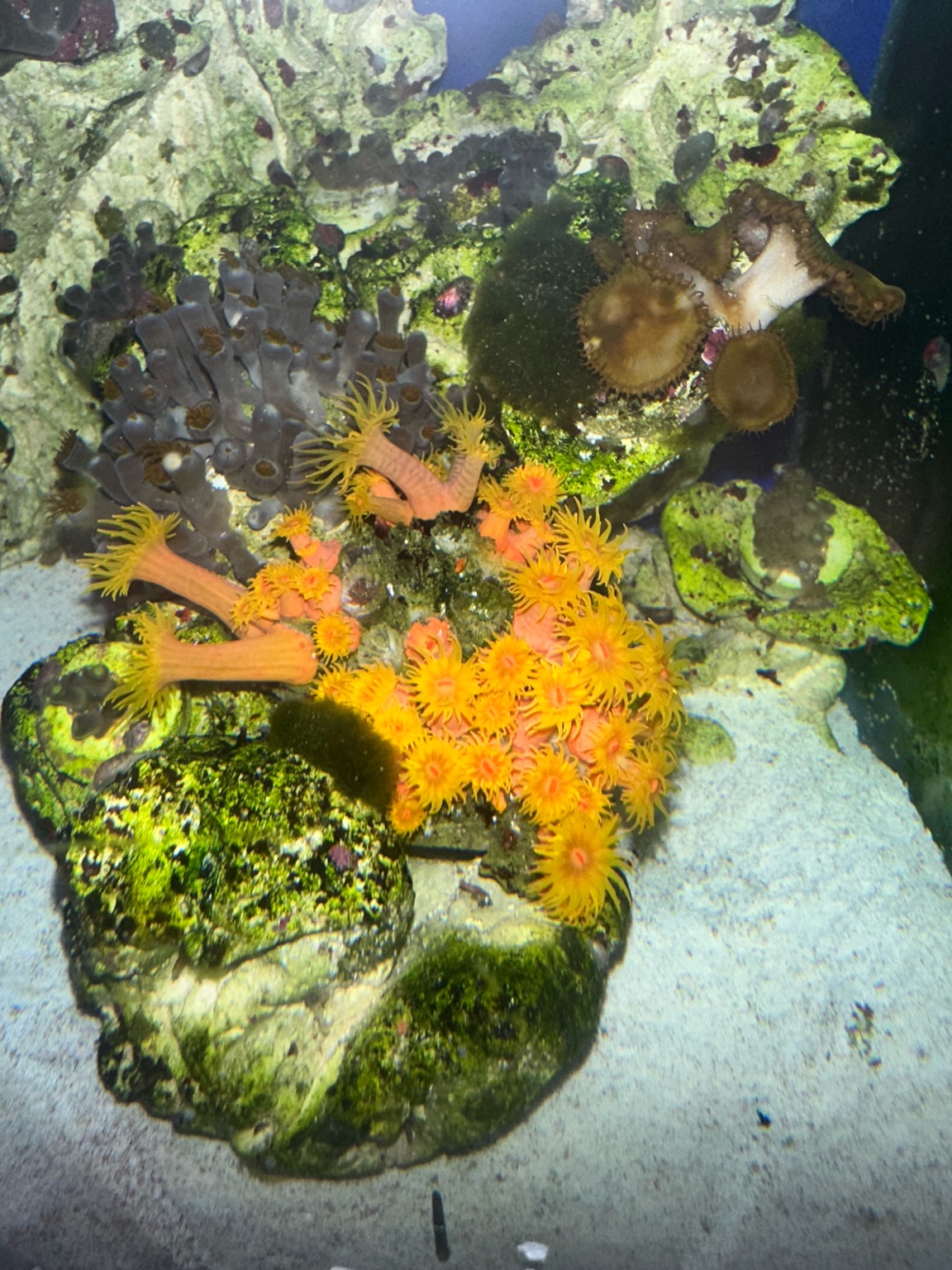 Тубастрея - БАРАХОЛКА - Морской аквариум. Форумы ReefCentral.ru