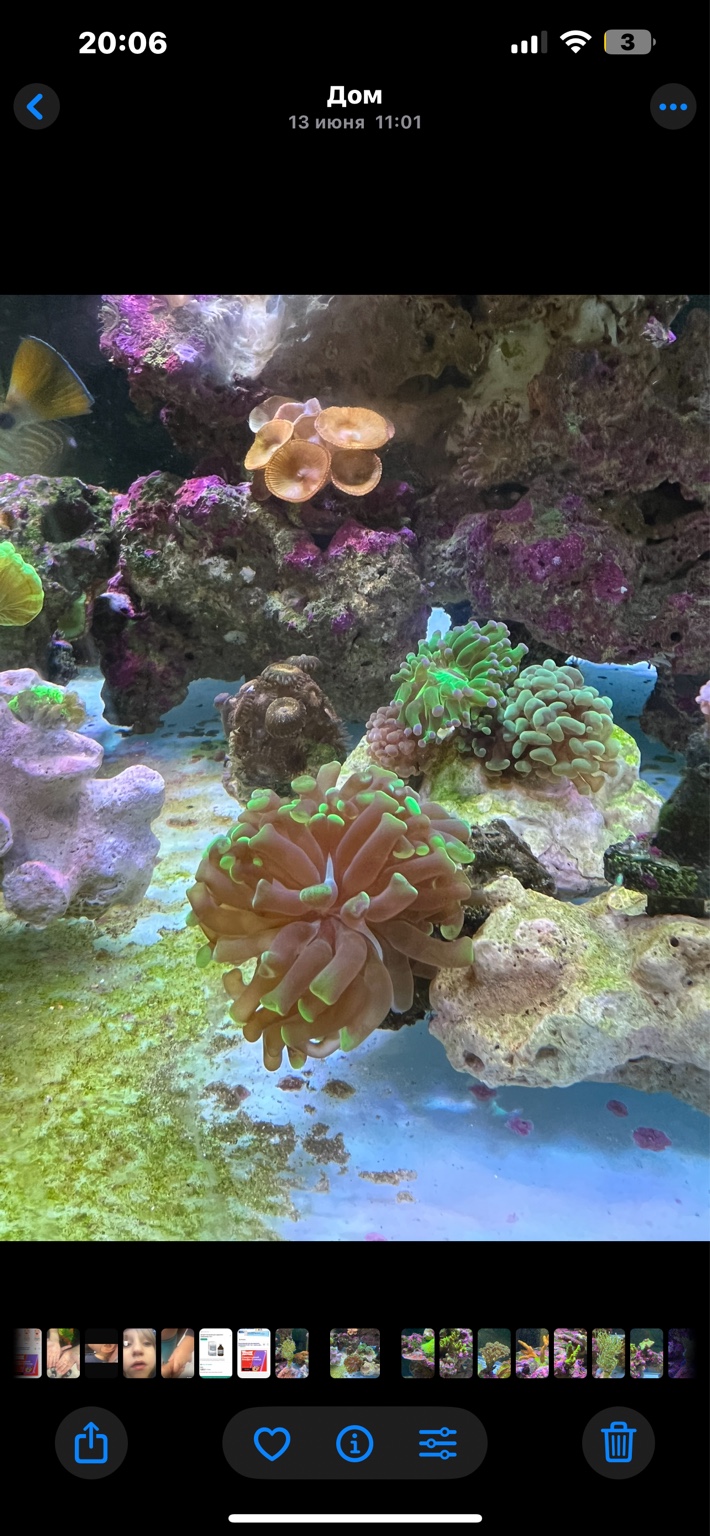 Рыба - БАРАХОЛКА - Морской аквариум. Форумы ReefCentral.ru