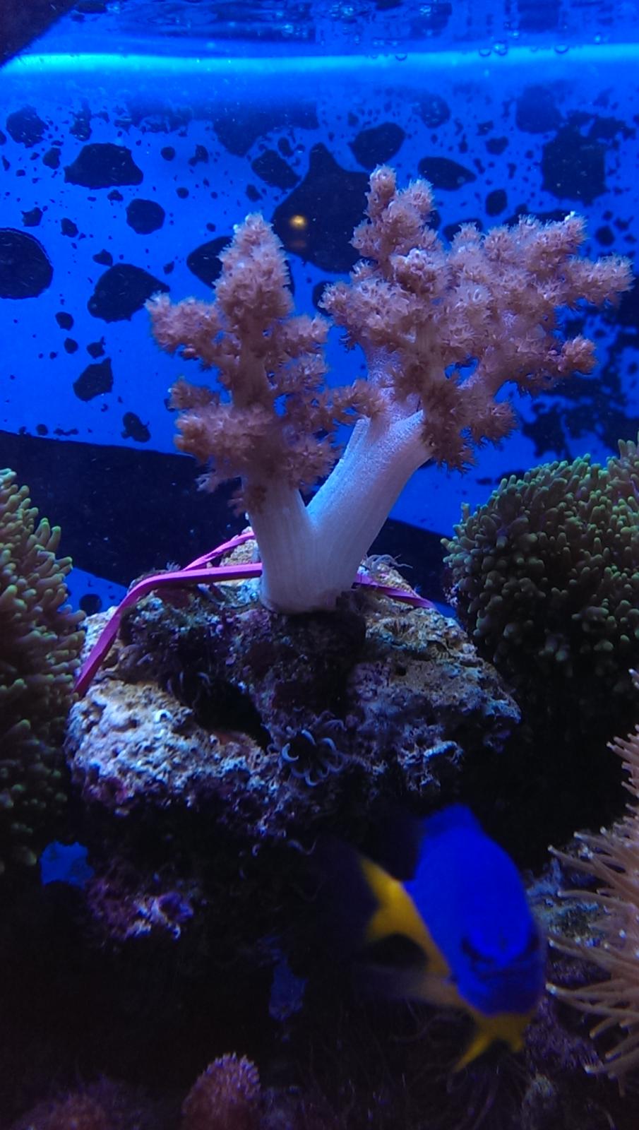 Обмен Мягкое И Простое - БАРАХОЛКА - Морской аквариум. Форумы ReefCentral.ru