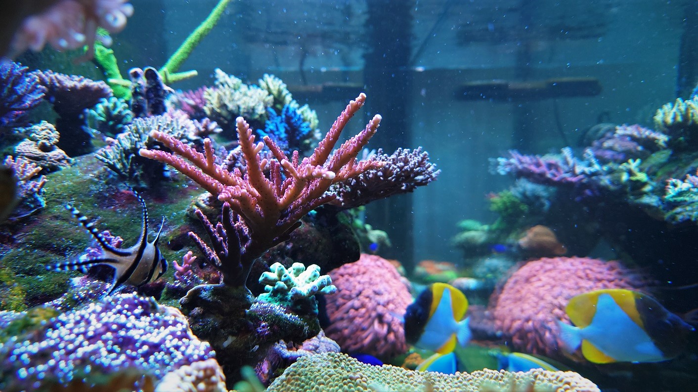 Продам колонию PC Rainbow - БАРАХОЛКА - Морской аквариум. Форумы ReefCentral.ru