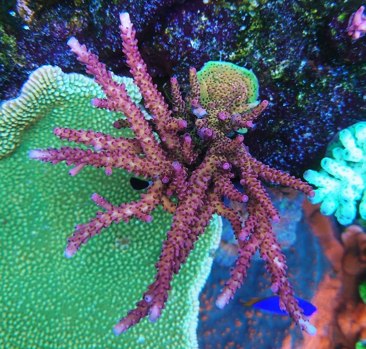 Продам колонию PC Rainbow - БАРАХОЛКА - Морской аквариум. Форумы ReefCentral.ru