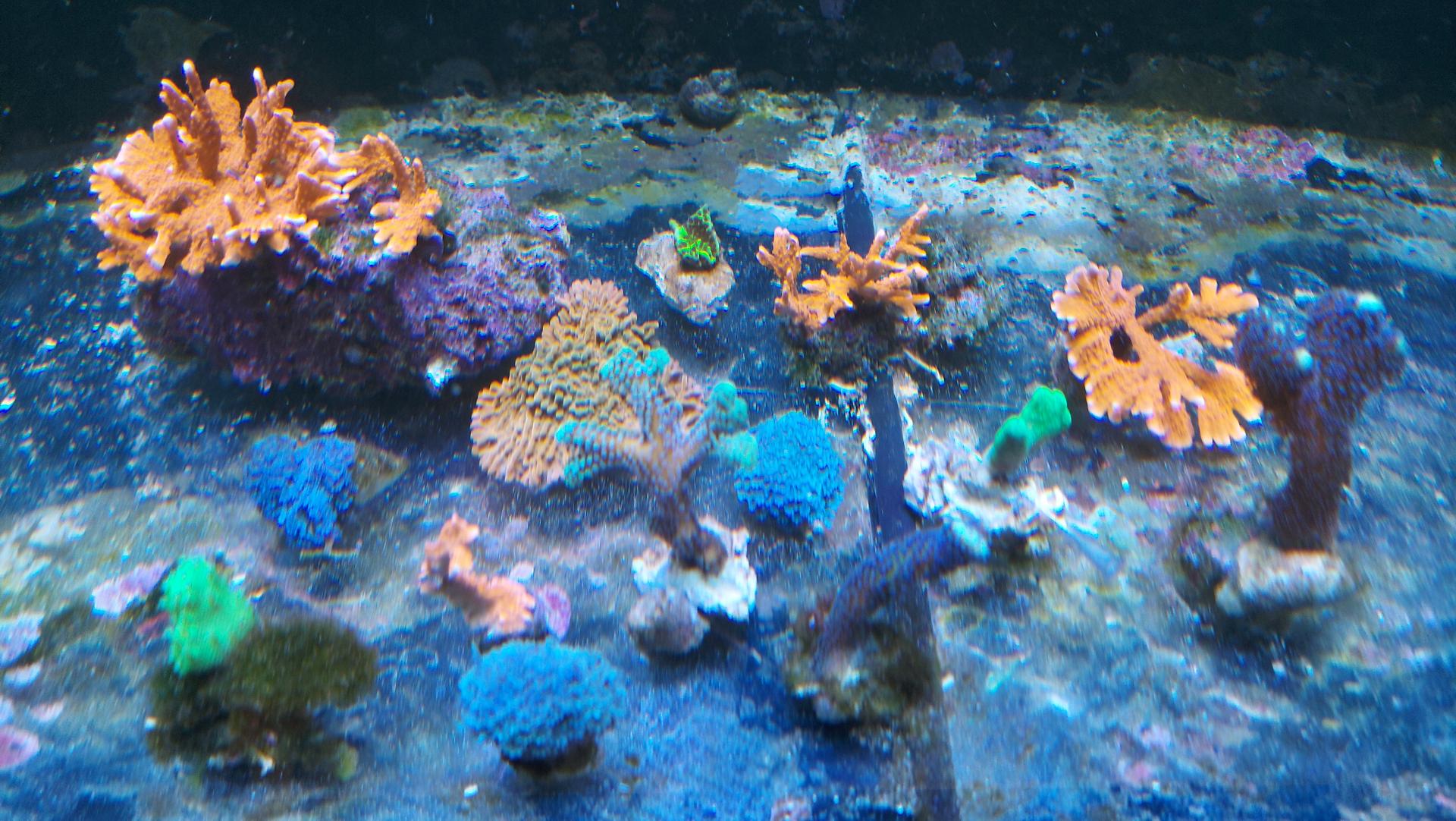 Остатки - БАРАХОЛКА - Морской аквариум. Форумы ReefCentral.ru