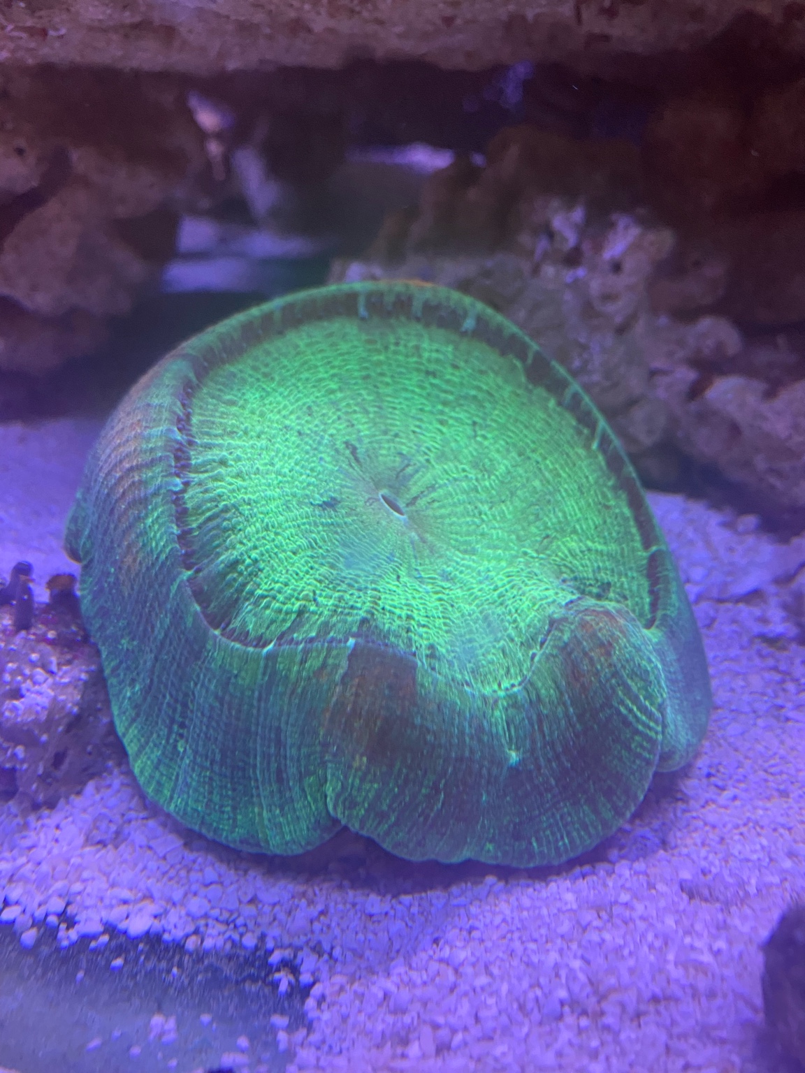 Продам траху - БАРАХОЛКА - Морской аквариум. Форумы ReefCentral.ru