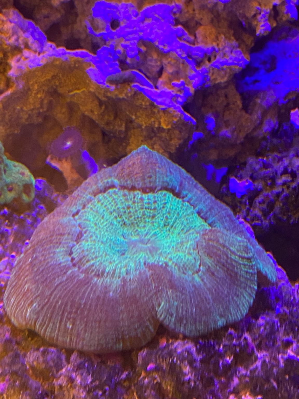 Продам траху - БАРАХОЛКА - Морской аквариум. Форумы ReefCentral.ru