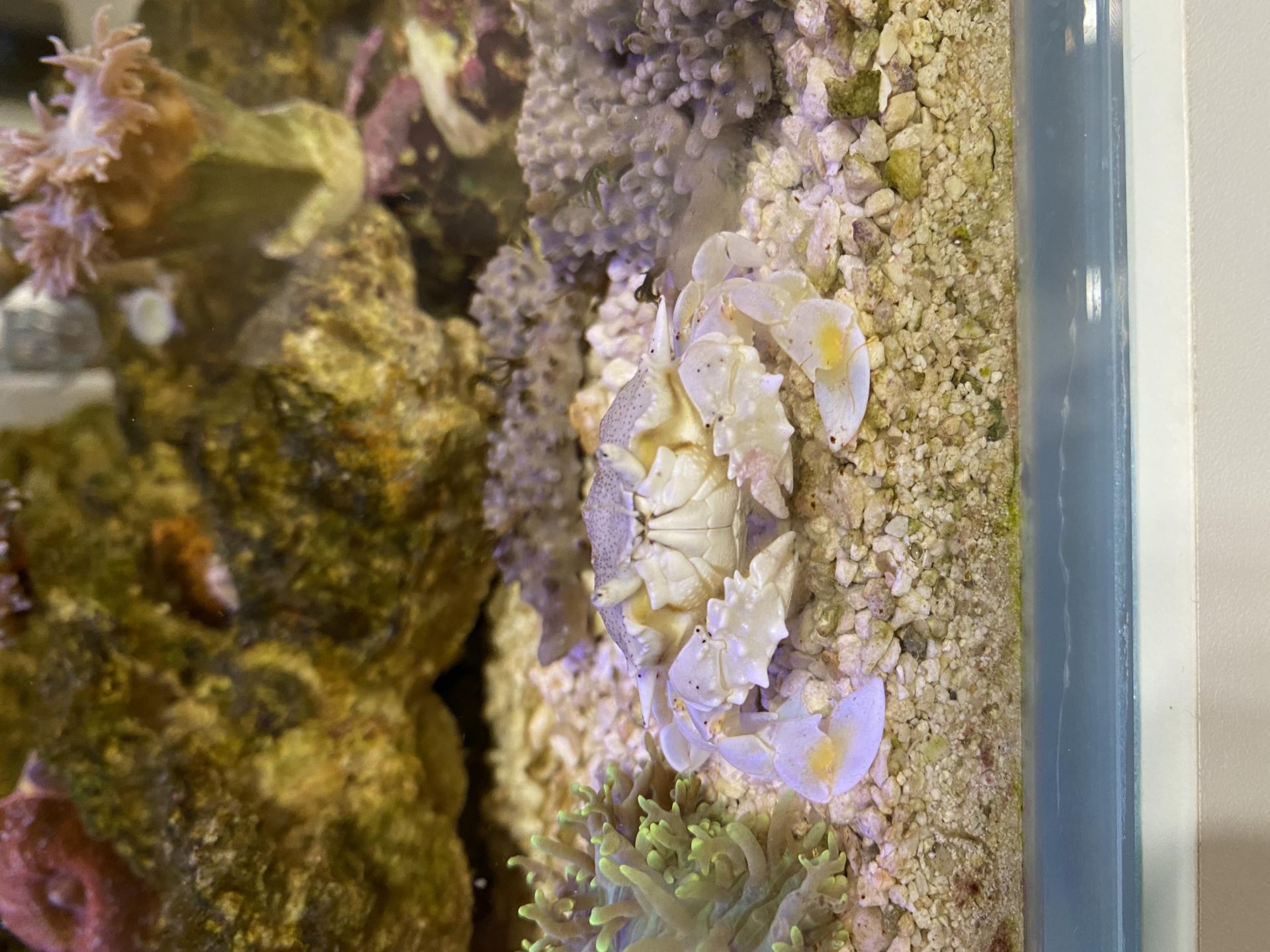 Продам краба - БАРАХОЛКА - Морской аквариум. Форумы ReefCentral.ru