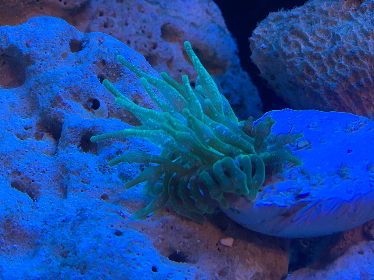 Заселение - Вопросы новичков - Морской аквариум. Форумы ReefCentral.ru