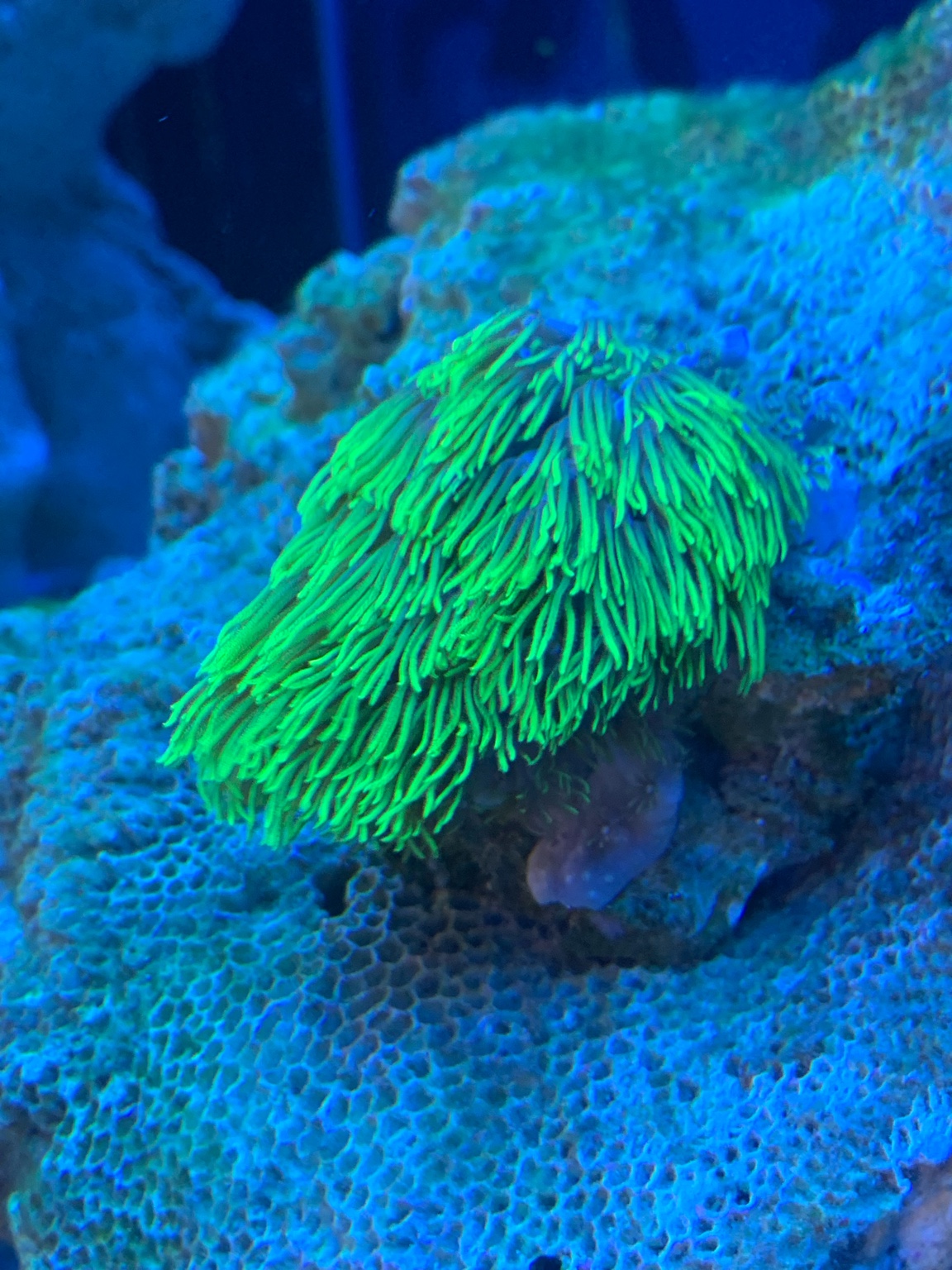 Заселение - Вопросы новичков - Морской аквариум. Форумы ReefCentral.ru