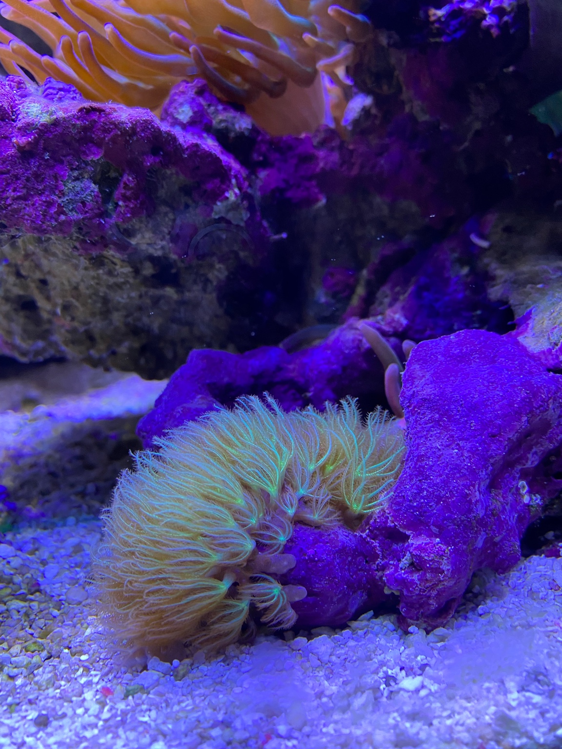 Продаю мягкие неприхотливые кораллы, разрослись. - БАРАХОЛКА - Морской аквариум. Форумы ...
